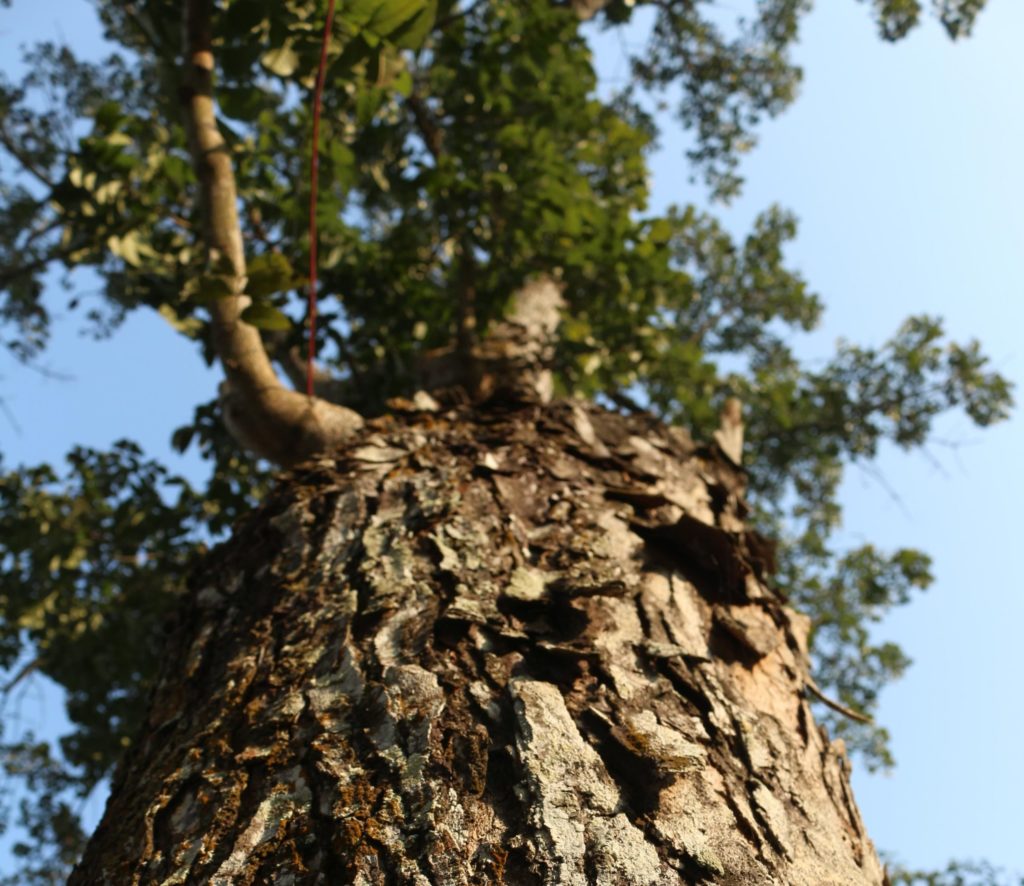 Merbau Timber Decking - Decking Perth