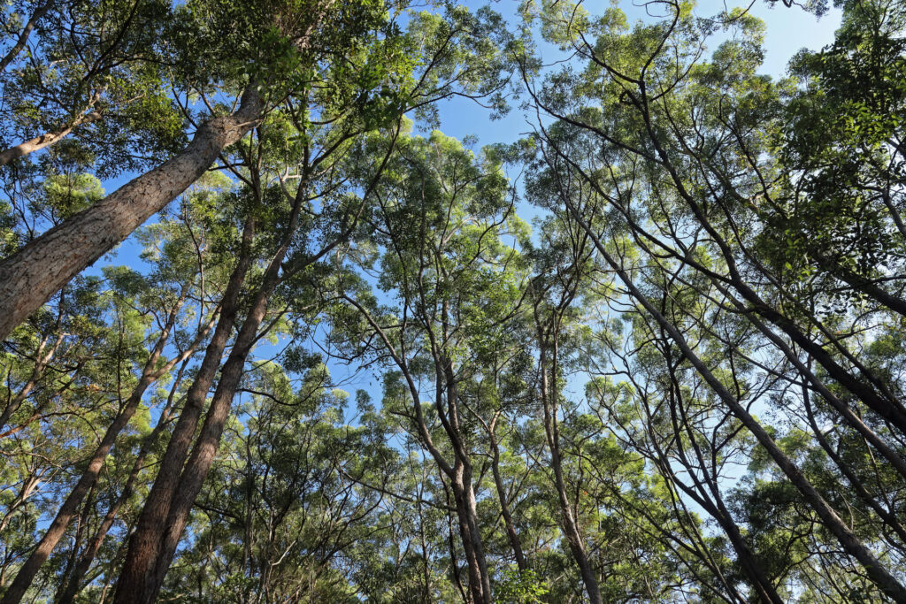 Silvertop Ash Decking - Decking Perth