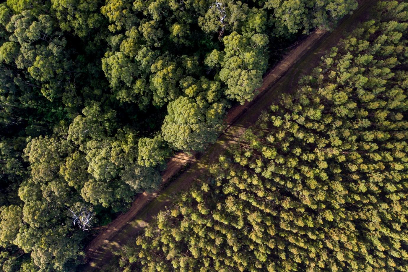 Sustainable Forestry Resources - Decking Perth